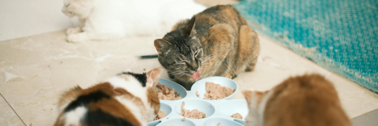 FELIX Katzenfutter Test: Inhaltsstoffe im Fokus mit Empfehlungen