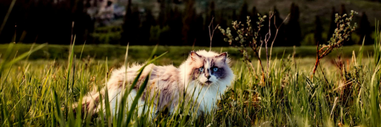 FELIX Katzenfutter Test: Inhaltsstoffe im Fokus mit Empfehlungen